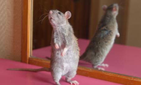 Rats | PetMD